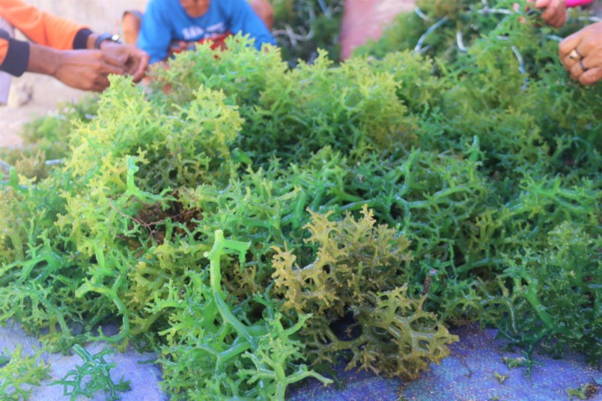 Seaweed Restorative Farming Takes Root in Kenya - Climate Lens News