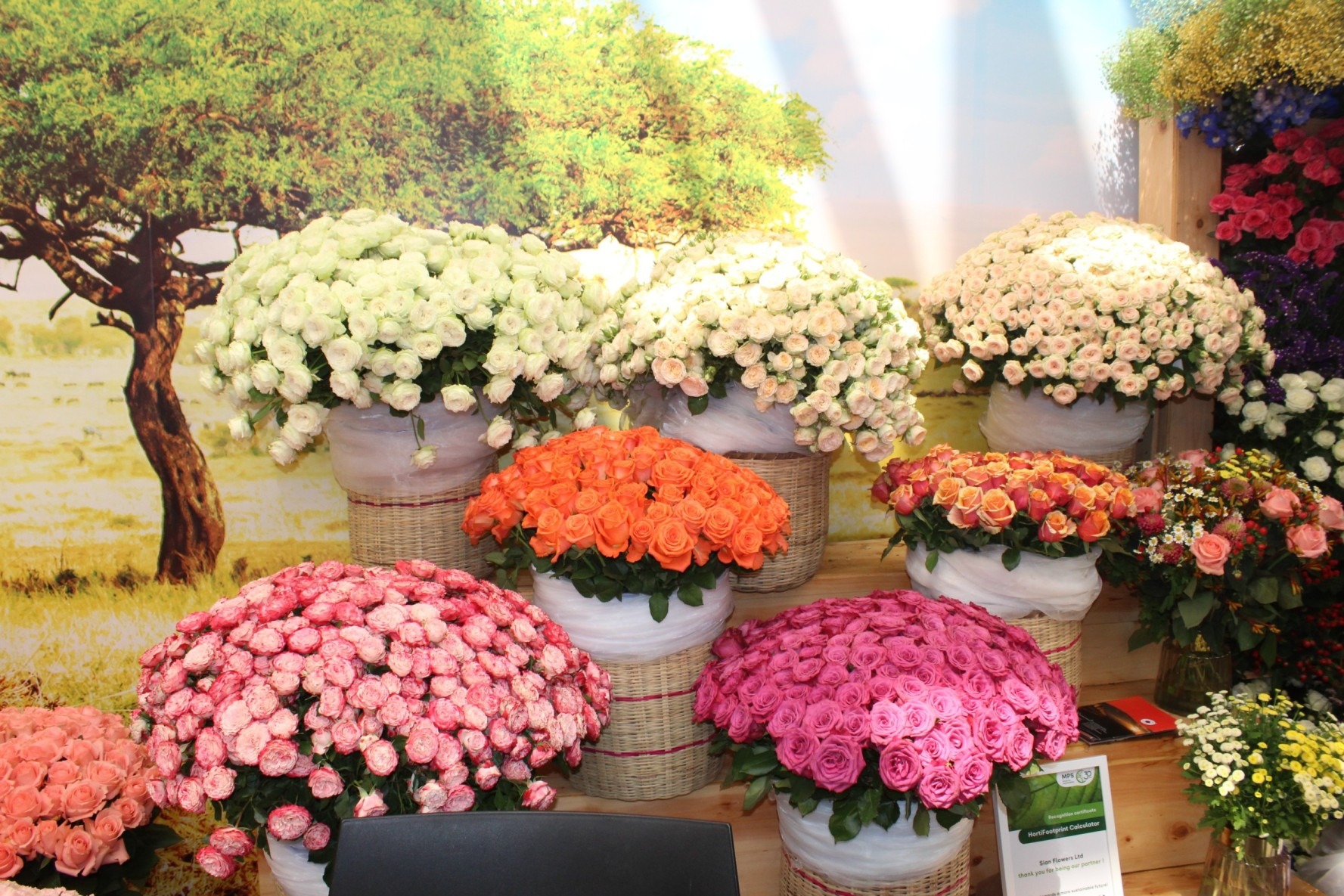 Kenya’s Climate-Smart Flower Future